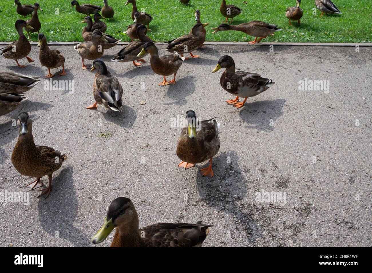 Group of ducks walking on the sidewalk in a park Stock Photo - Alamy