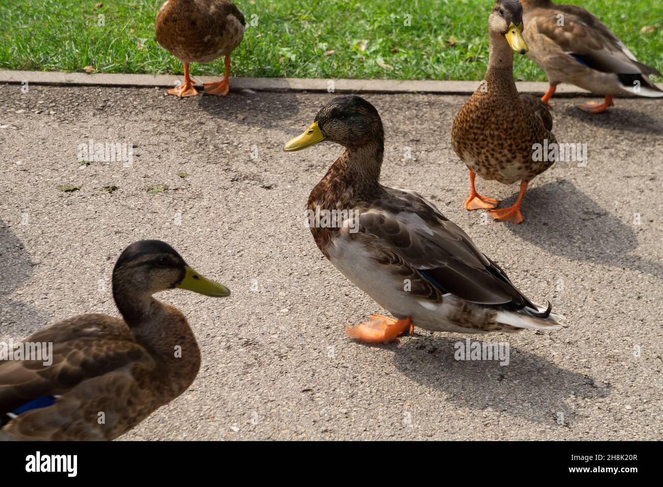 Group of ducks walking on the sidewalk in a park Stock Photo - Alamy
