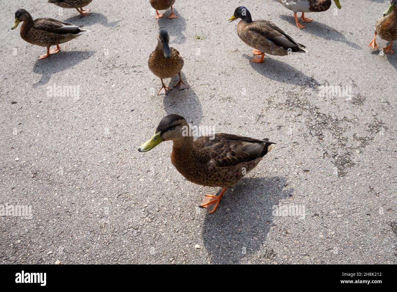 Serene view of a group of ducks walking on the pathway of a park Stock ...