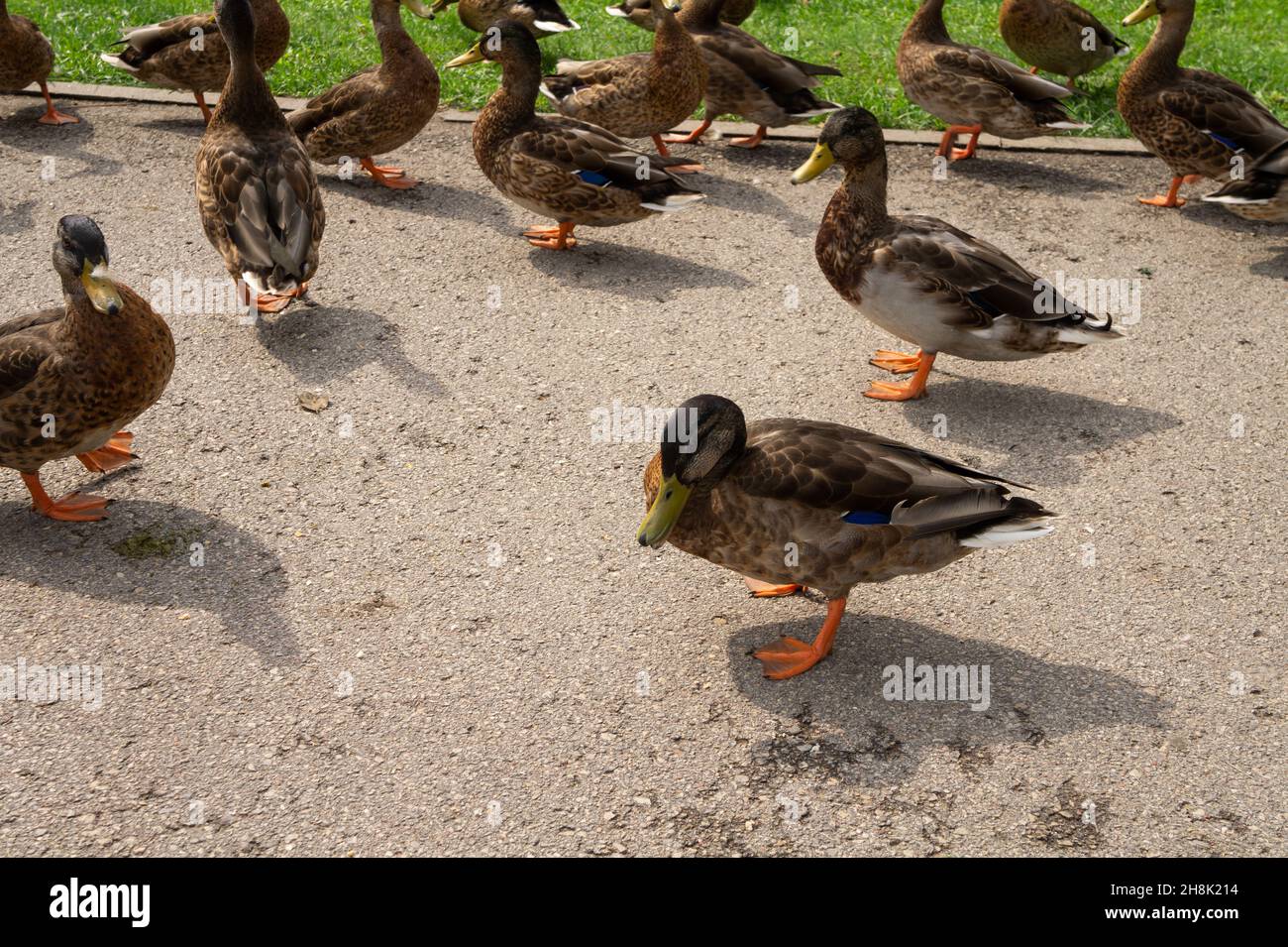 Group of ducks walking on the sidewalk in a park Stock Photo - Alamy