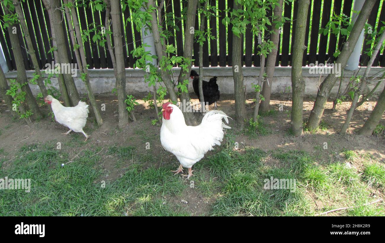 Hens walking on the grassy ground Stock Photo - Alamy