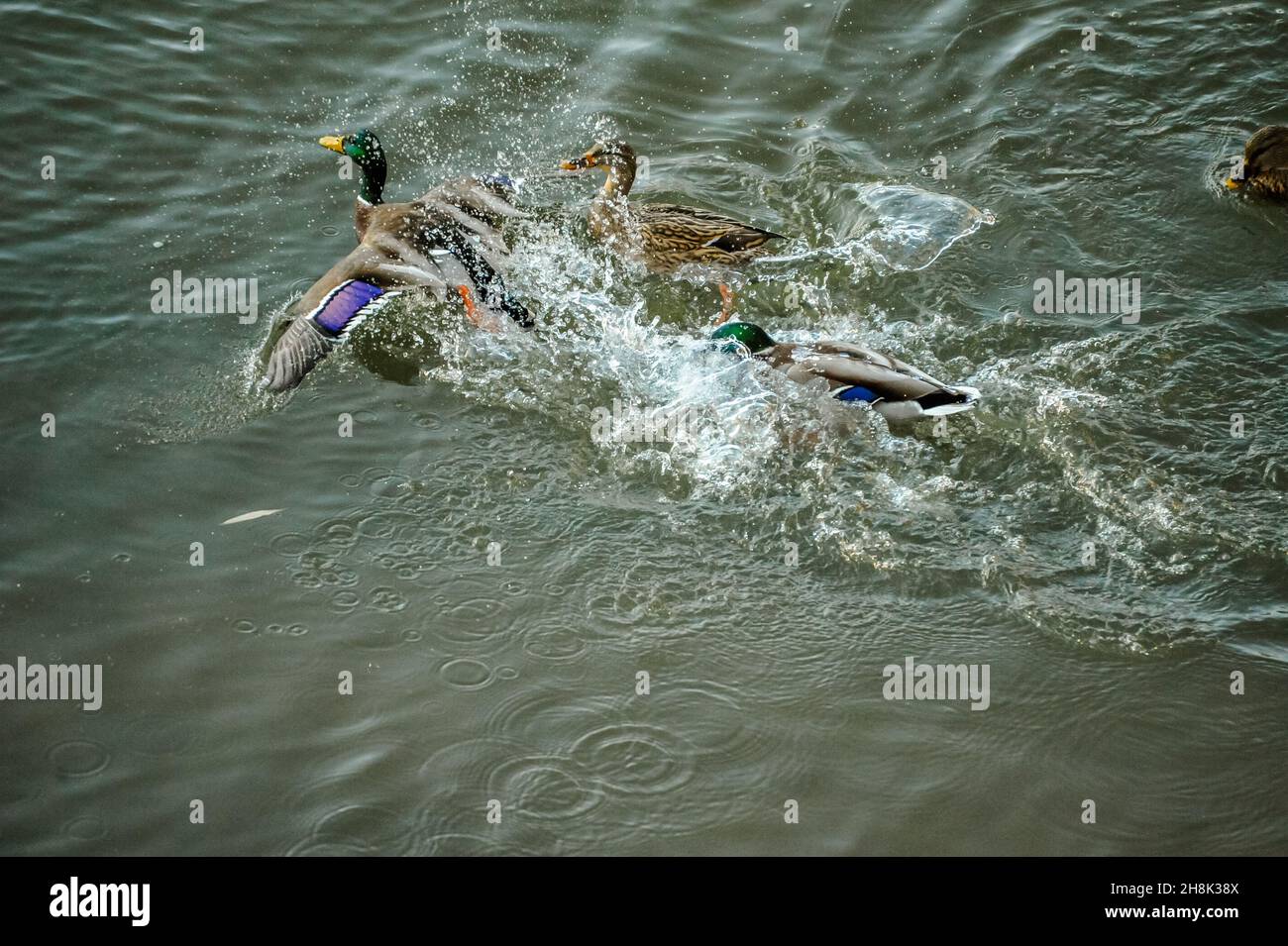 Urban wildlife scene with playing ducks Stock Photo - Alamy