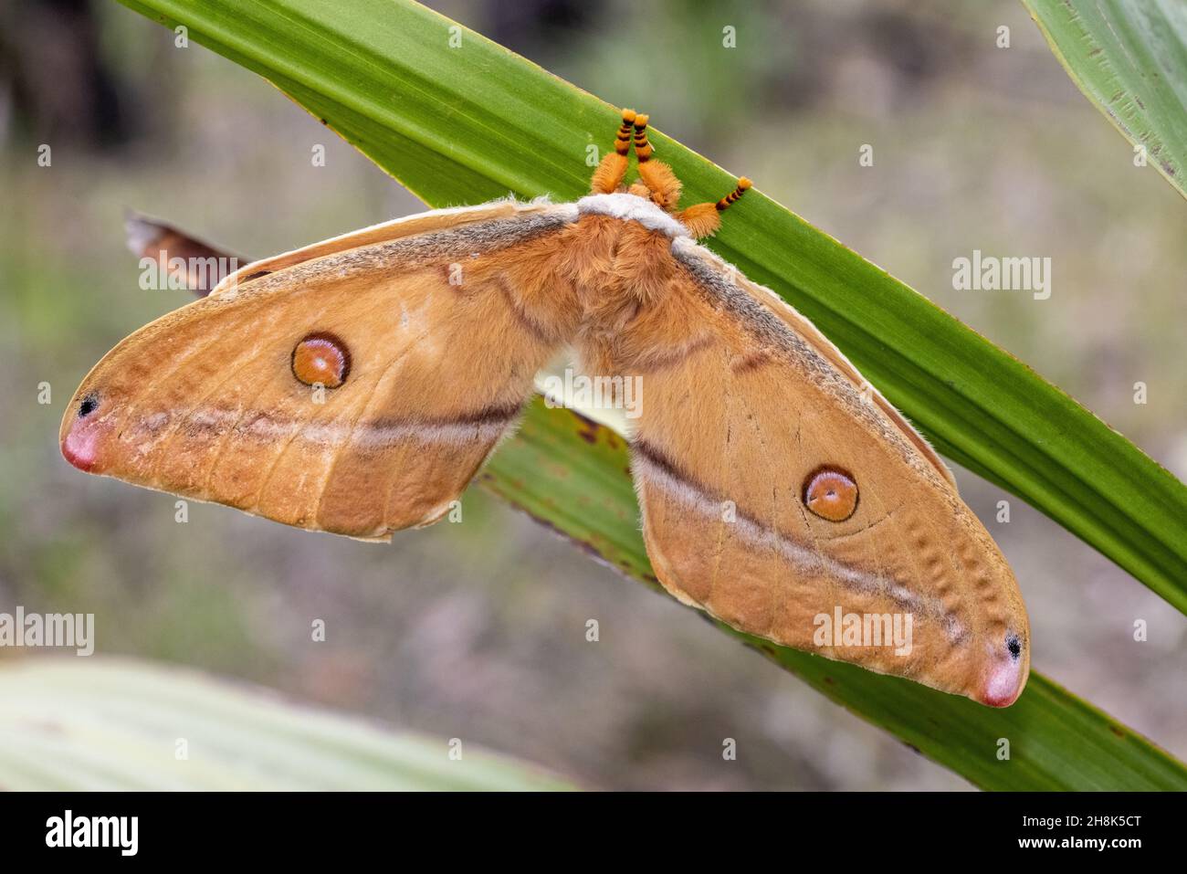 Lily moth hi-res stock photography and images - Alamy