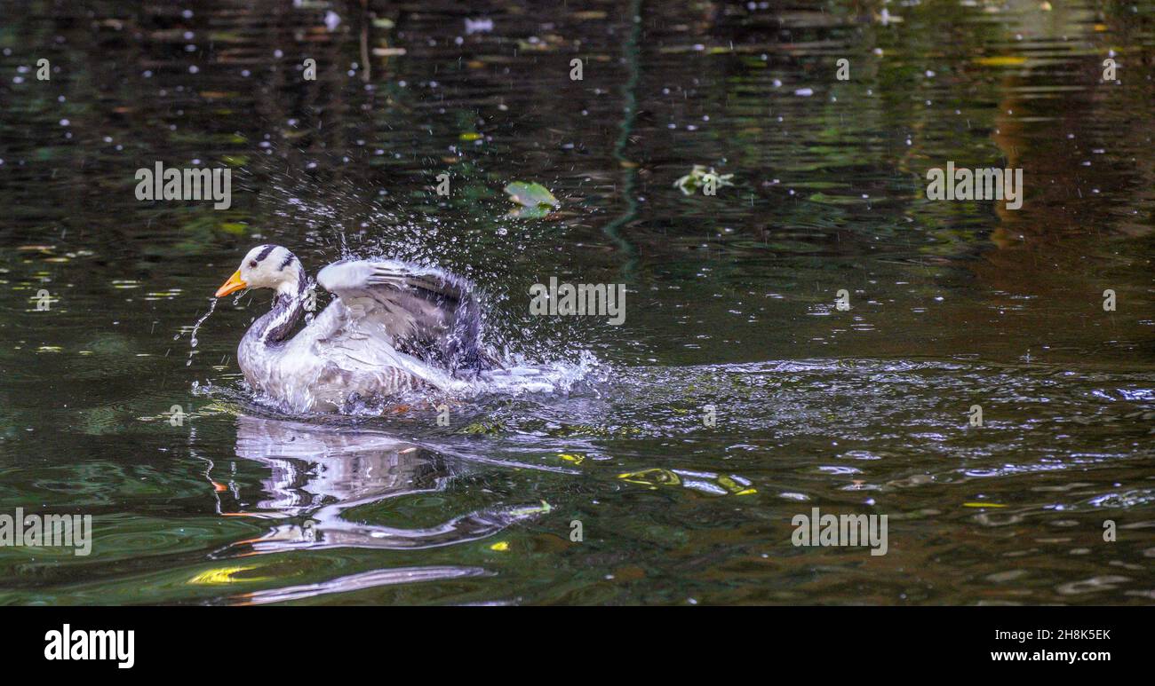 Beautiful view of a duck floating in the lake Stock Photo - Alamy