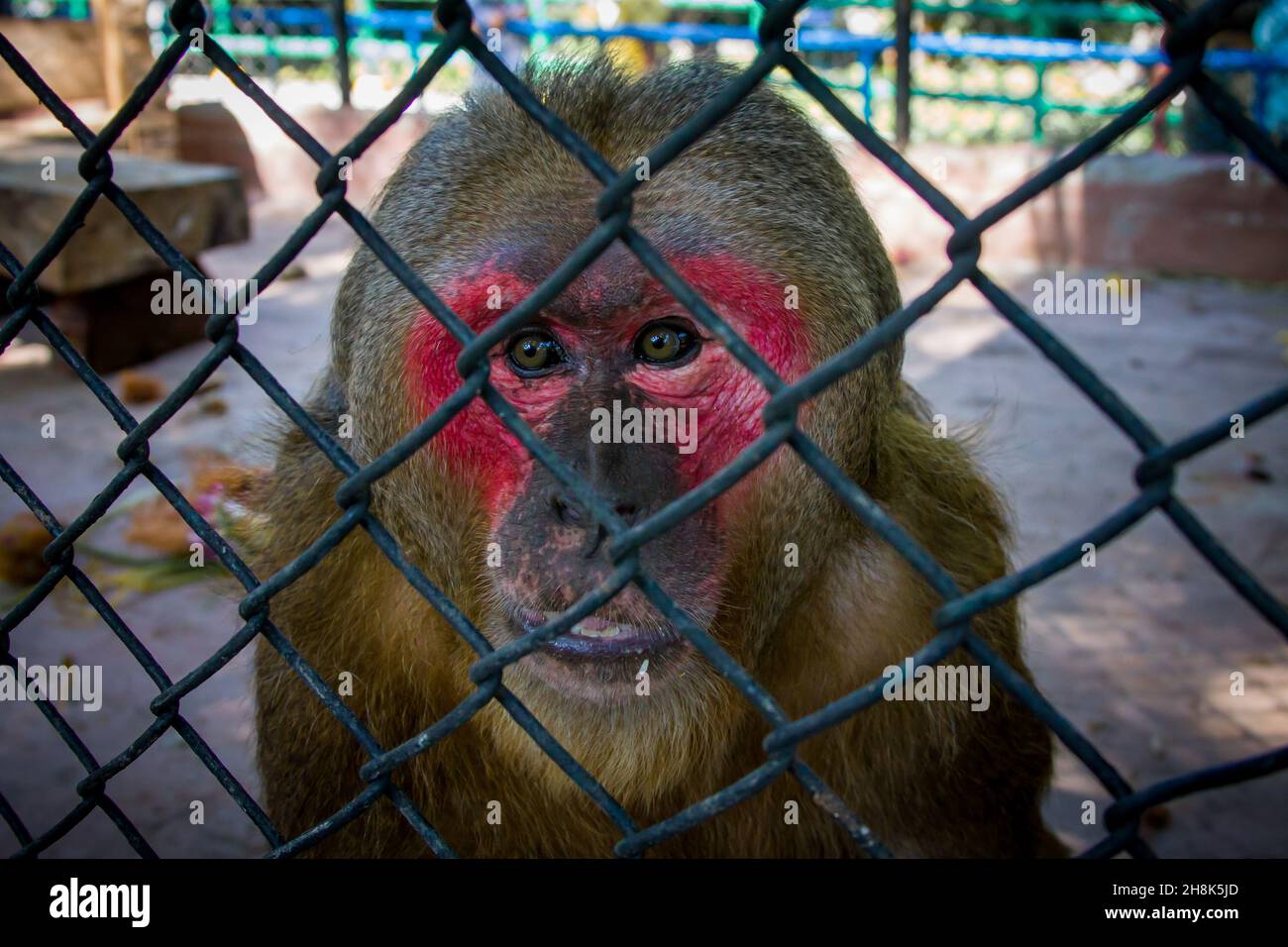 Stump-tailed macaque (macaca arctoides) in a cage Stock Photo - Alamy