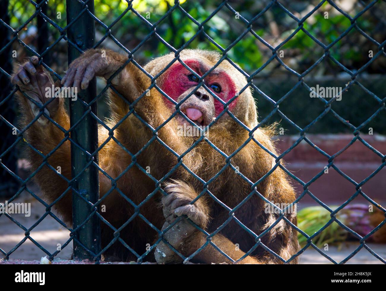 Stump-tailed macaque (macaca arctoides) in a cage Stock Photo - Alamy