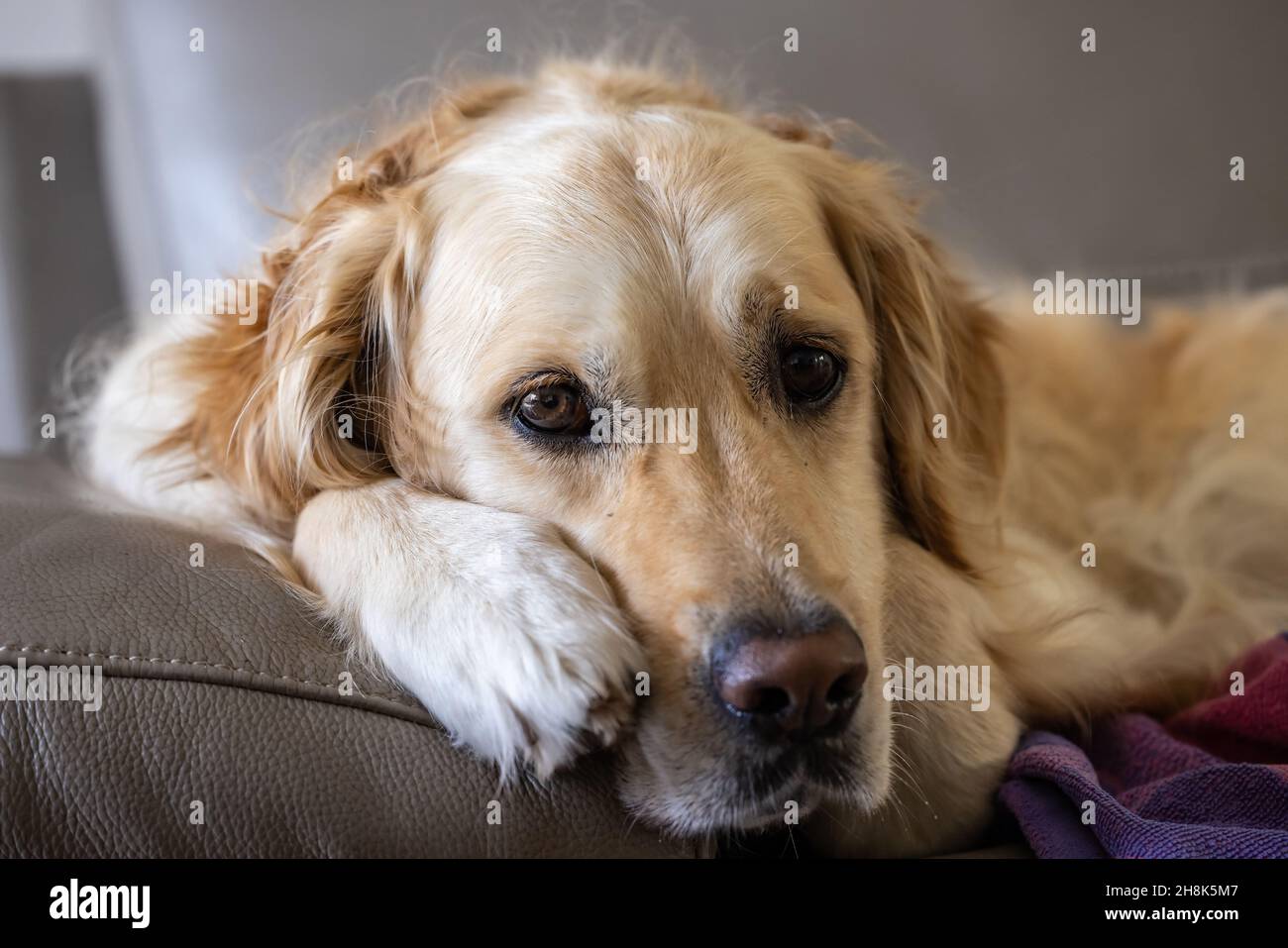 Pet Golden Retriever resting on lounge Stock Photo - Alamy
