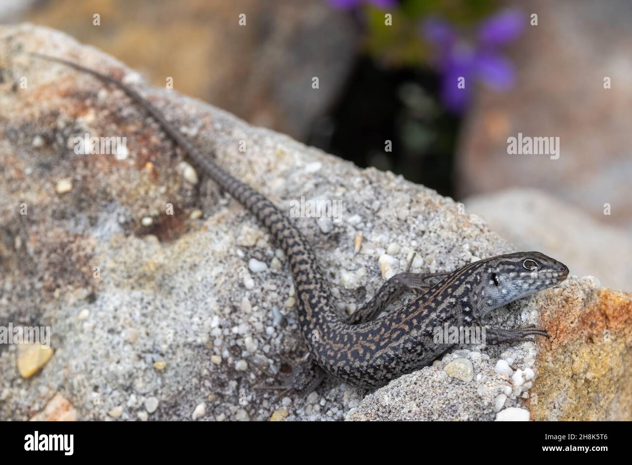 Whites rock skink hi-res stock photography and images - Alamy