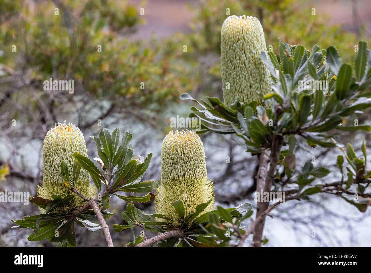 Saw-tooth Banksia tree in flower Stock Photo - Alamy
