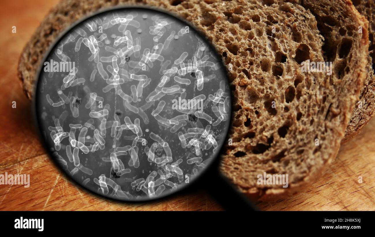Searching for bacteria in bread Stock Photo - Alamy