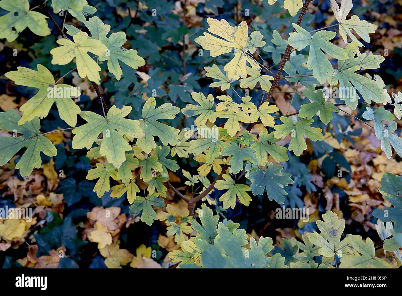 Acer campestre field maple – yellow, mid and dark green lobed leaves ...