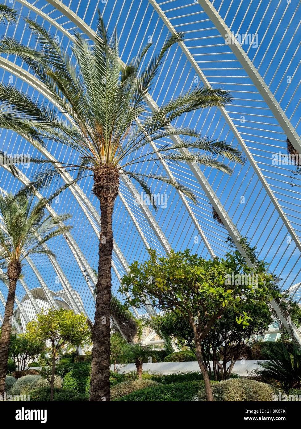 Vertical shot of palm trees in the old riverbed in Valencia, Spain ...
