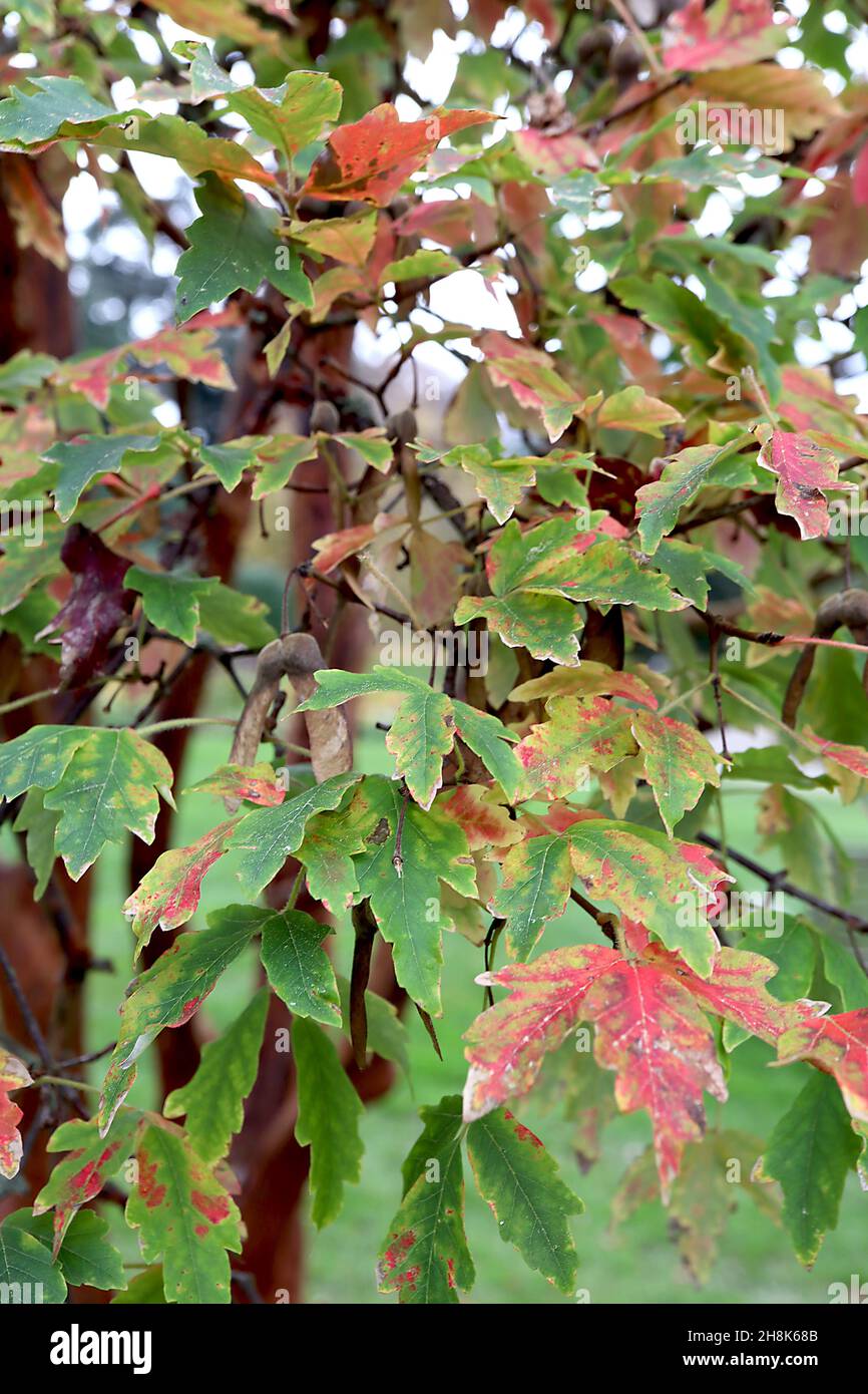 Acer griseum paperbark maple – three-lobed mid green and red leaves ...