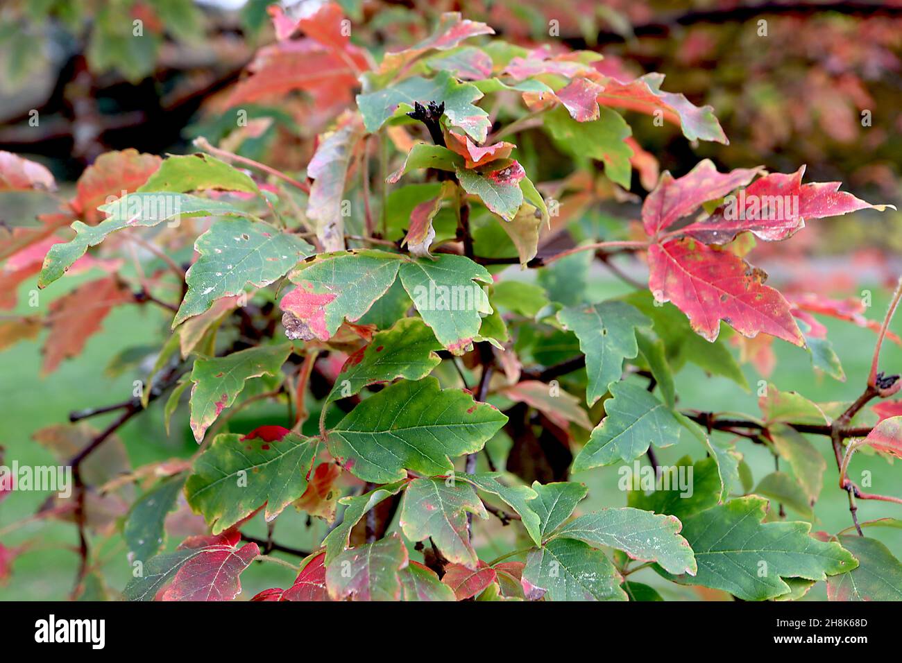 Acer griseum paperbark maple – three-lobed mid green and red leaves ...