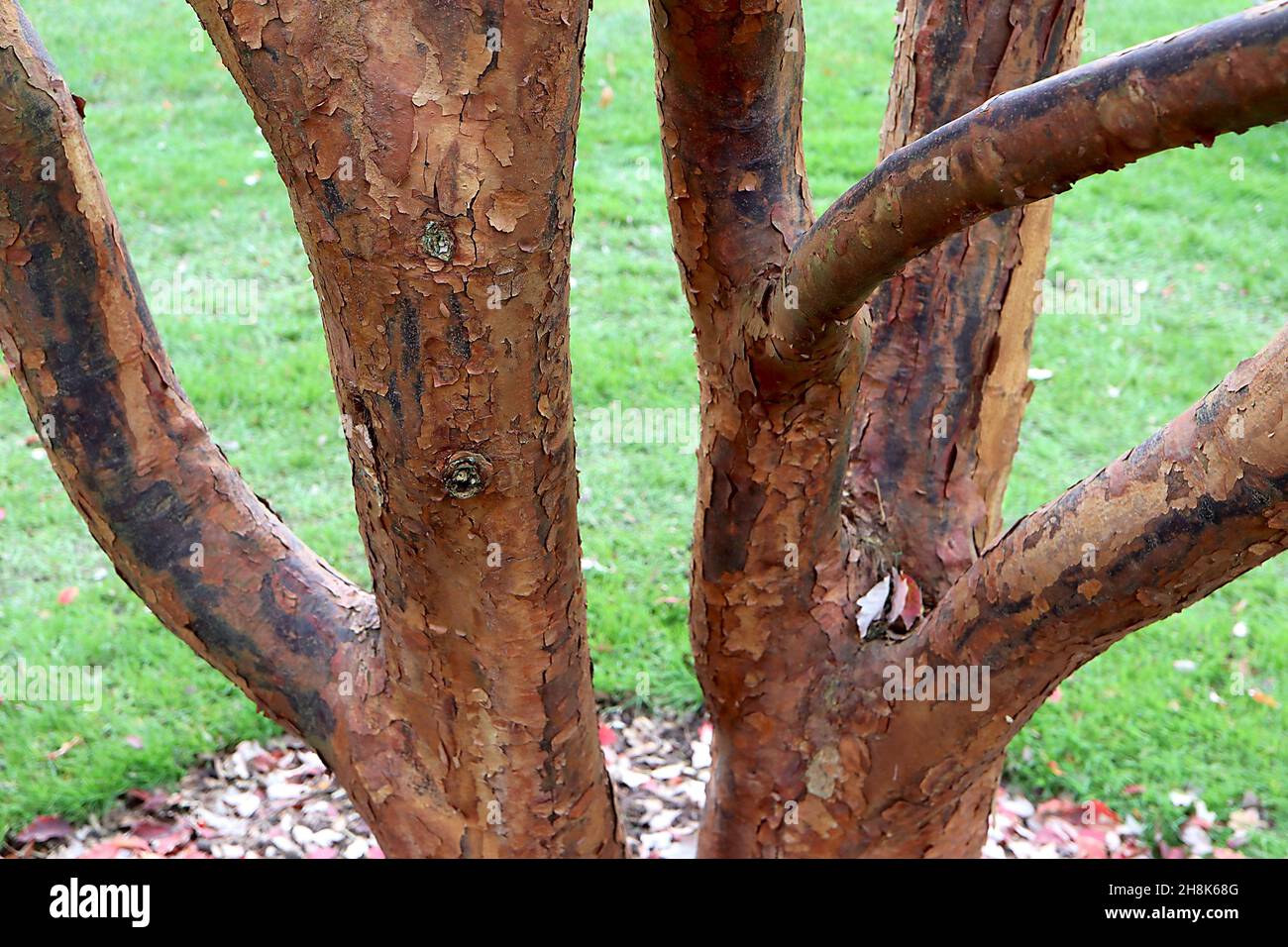 Blood bark maple hi-res stock photography and images - Alamy