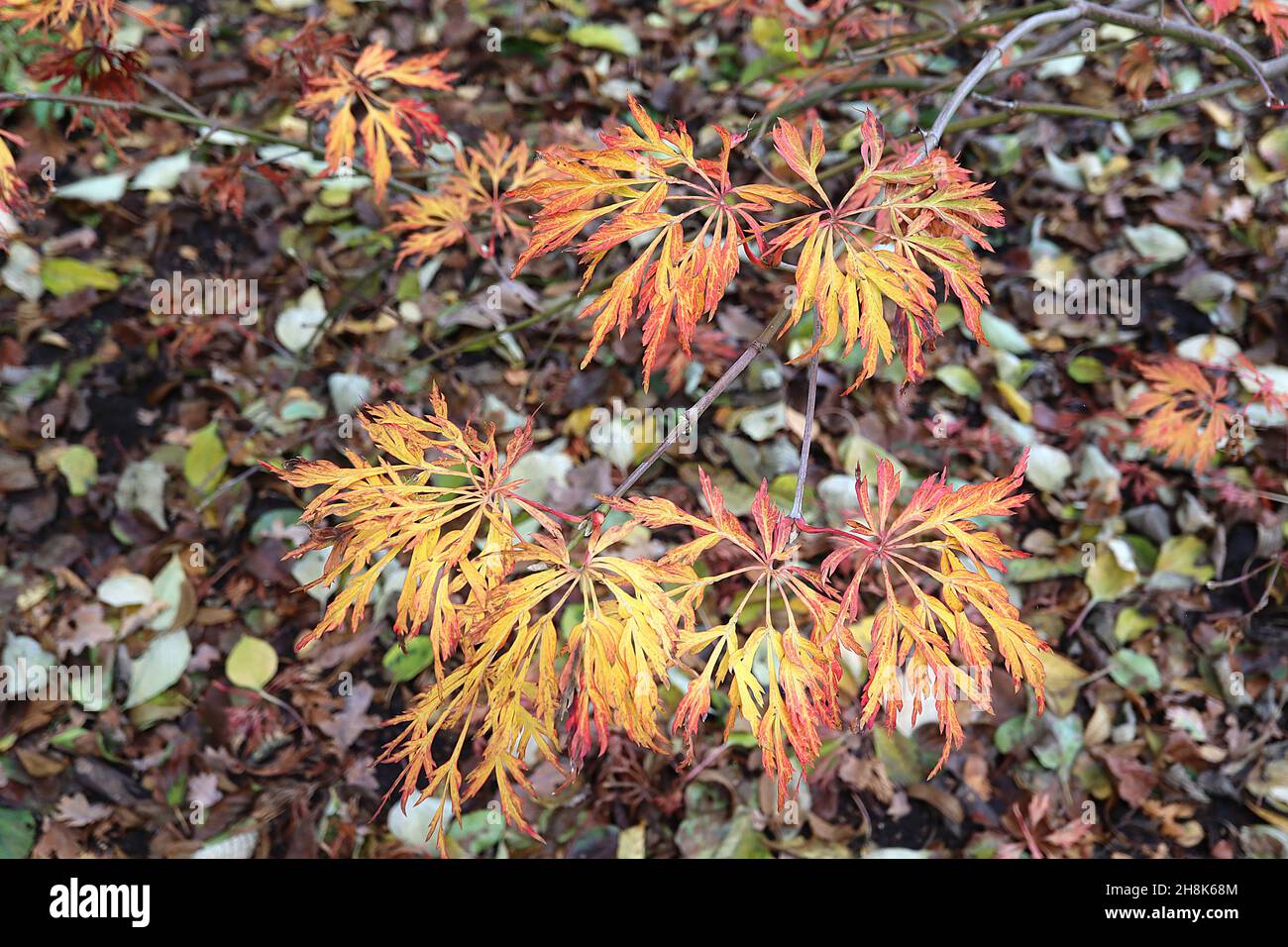 Downy japanese maple green cascade hi-res stock photography and images ...