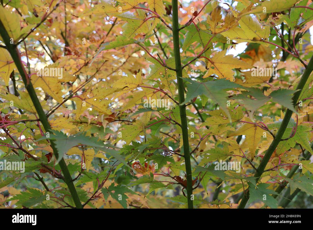Acer micranthum small-leaved maple – lobed yellow, mid and dark green ...