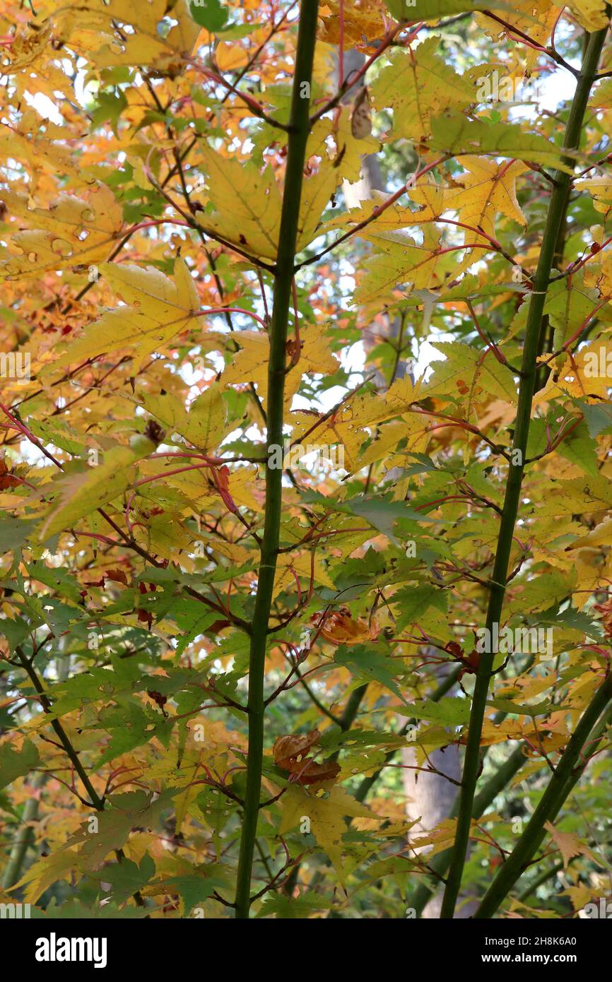Acer micranthum small-leaved maple – lobed yellow, mid and dark green ...