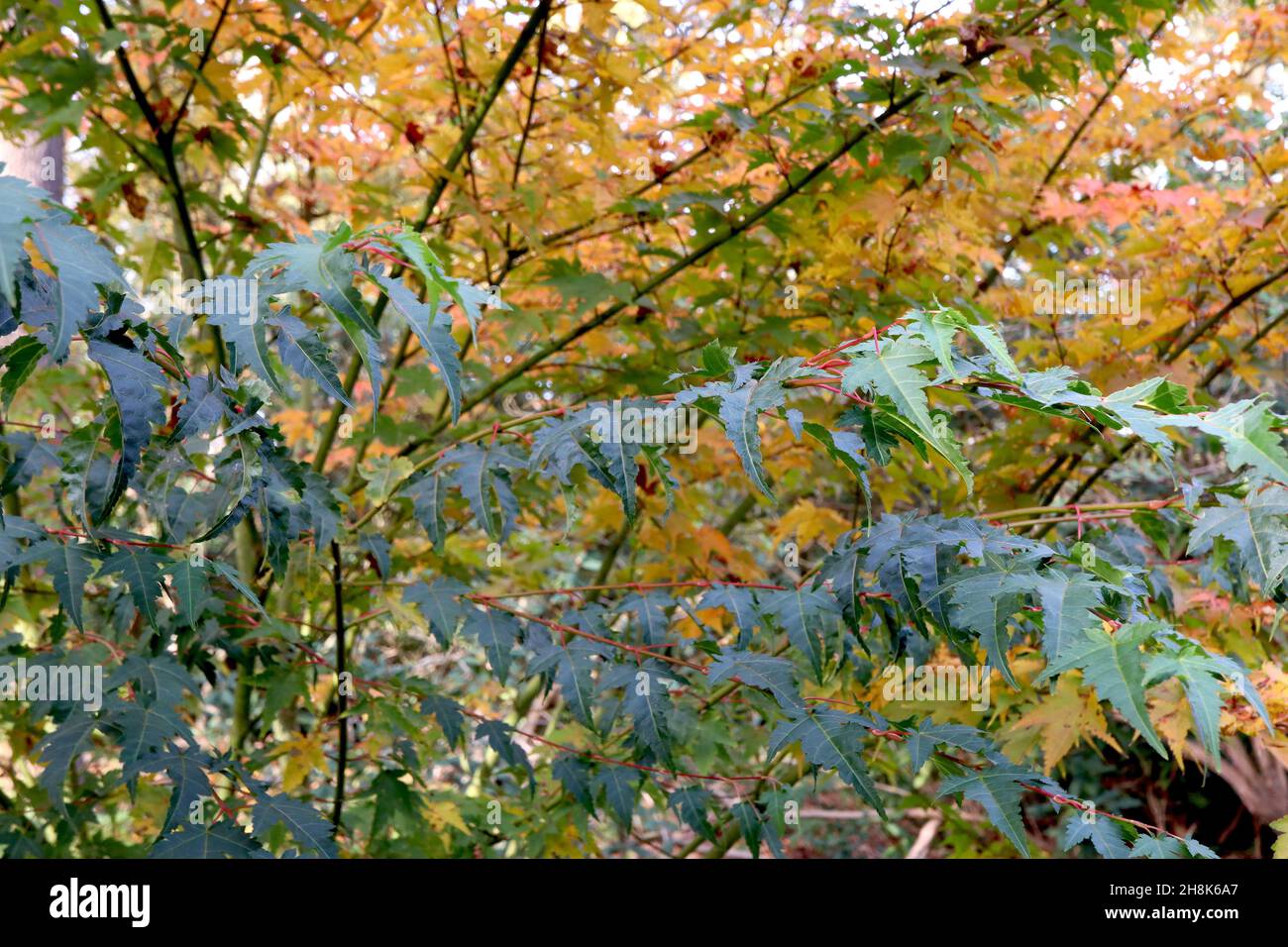 Acer micranthum small-leaved maple – lobed yellow, mid and dark green ...