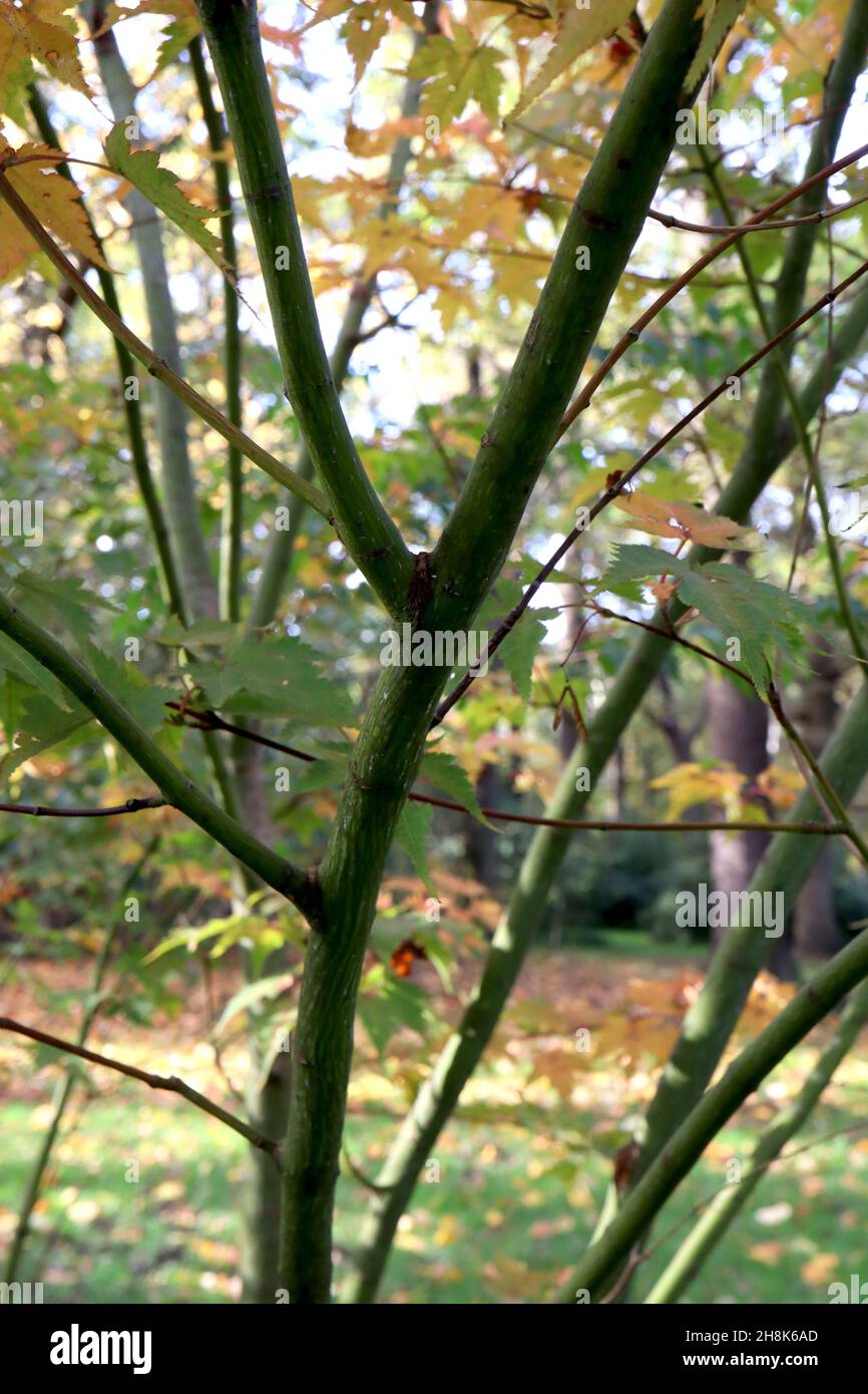 Acer micranthum small-leaved maple – lobed yellow, mid and dark green ...