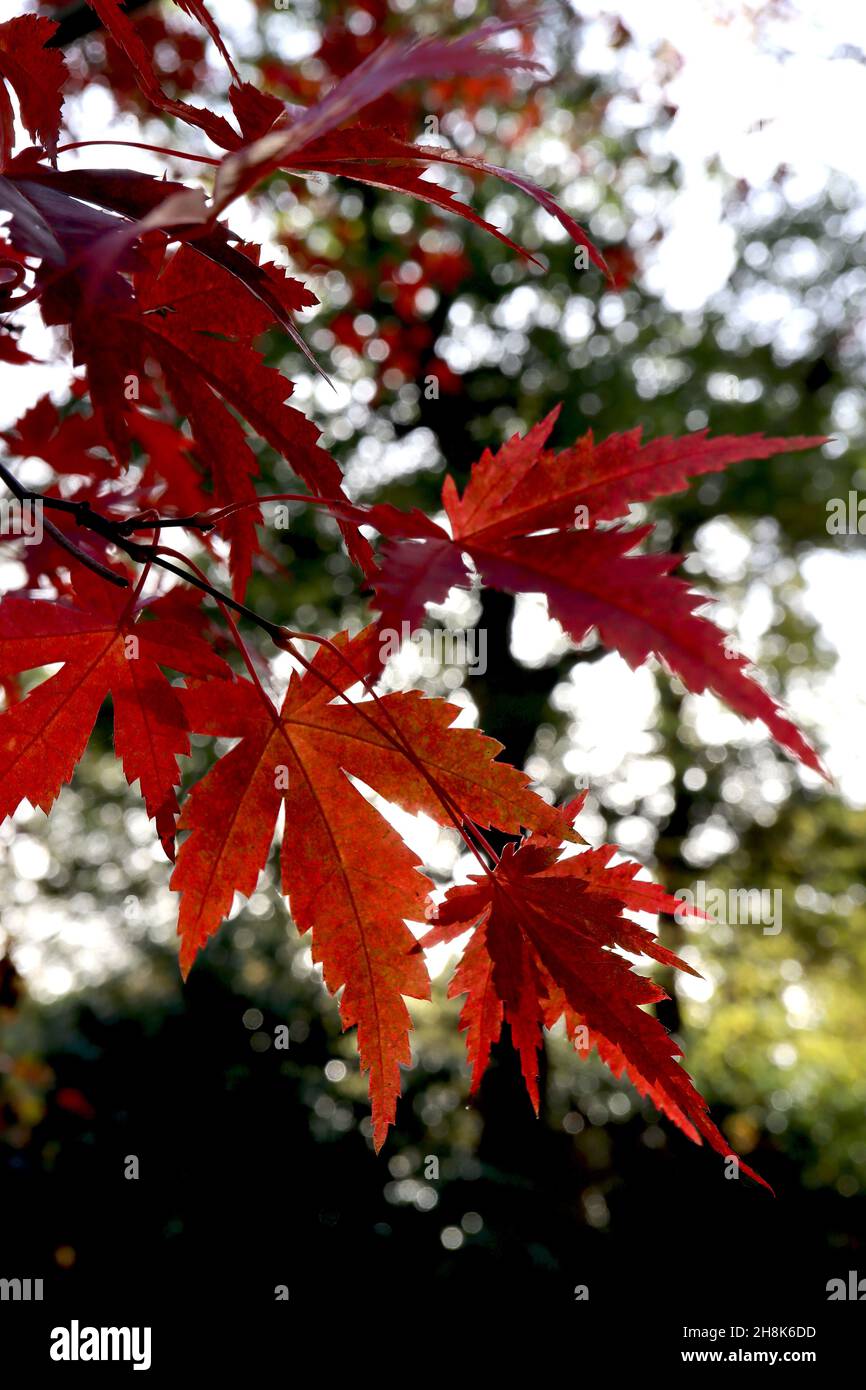 Acer micranthum small-leaved maple – lobed dark red leaves with ...