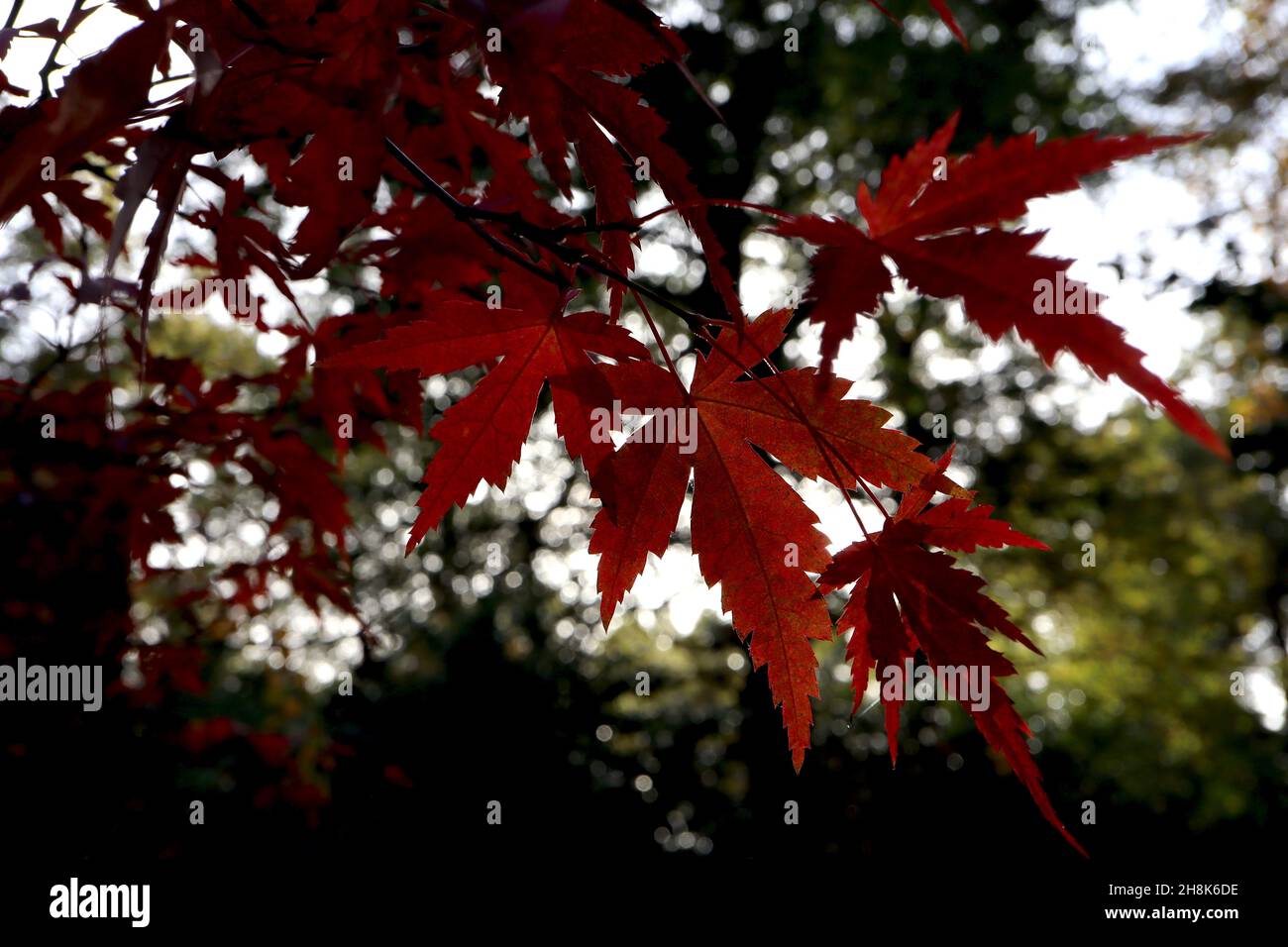 Acer micranthum small-leaved maple – lobed dark red leaves with ...