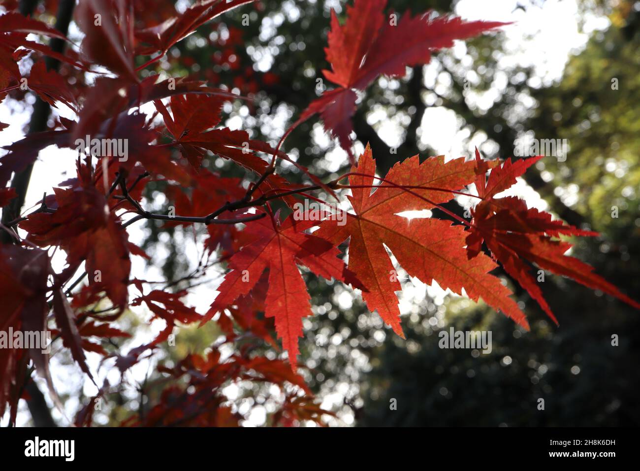 Acer micranthum small-leaved maple – lobed dark red leaves with ...