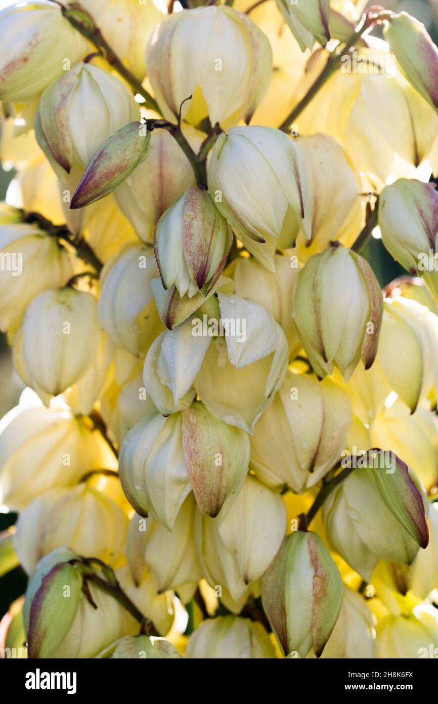 Yucca palm tree isolated on hi-res stock photography and images - Alamy
