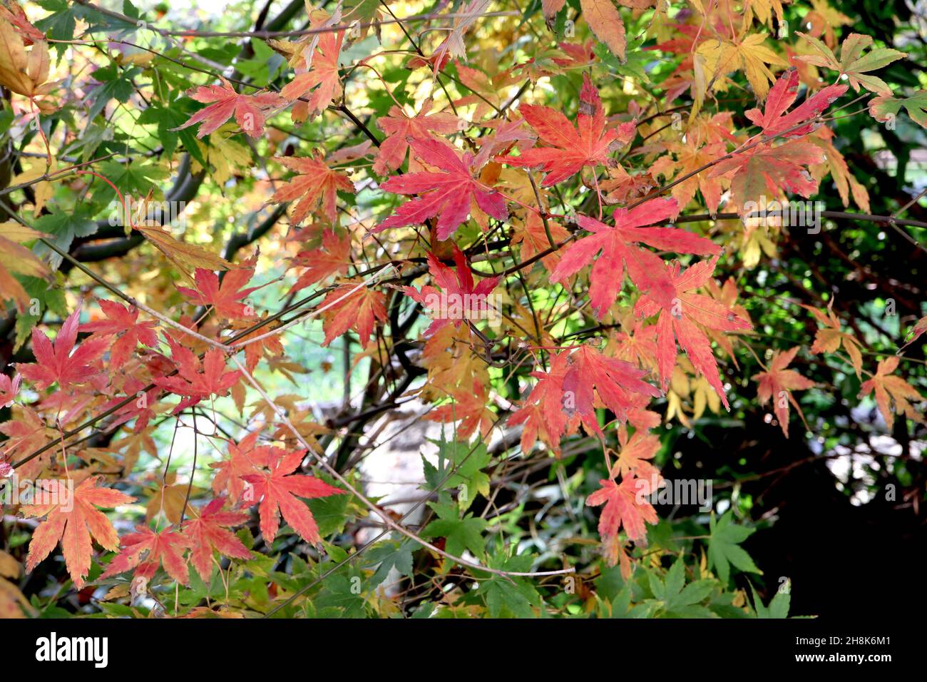 Acer palmatum ‘Momiji’ Japanese maple Momiji – mid green, red, orange ...