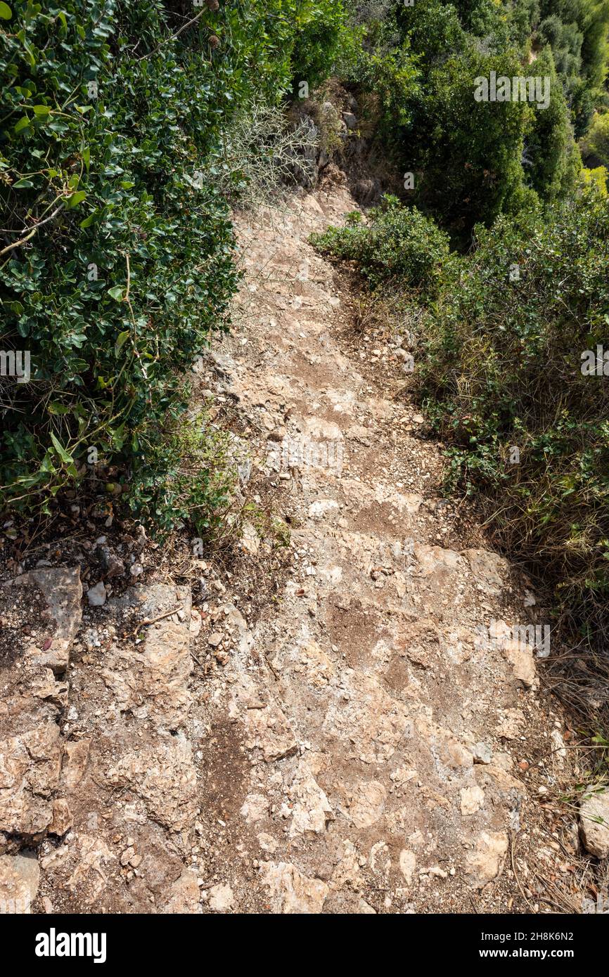 Wild forest narrow rocky hiking path with green bushes on warm summer ...