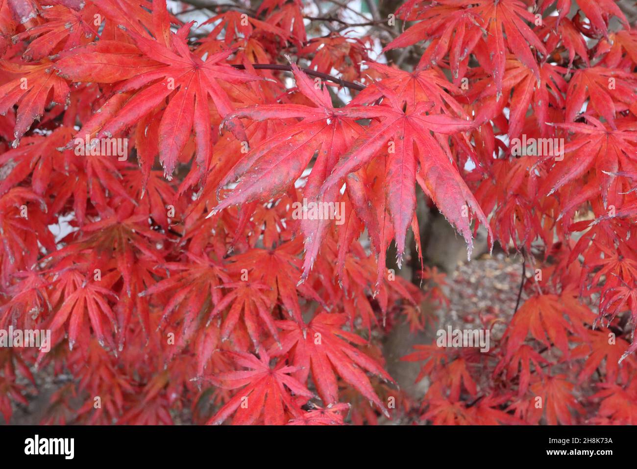 Acer palmatum ‘Red Emperor’ Japanese maple Red Emperor – red palmate ...