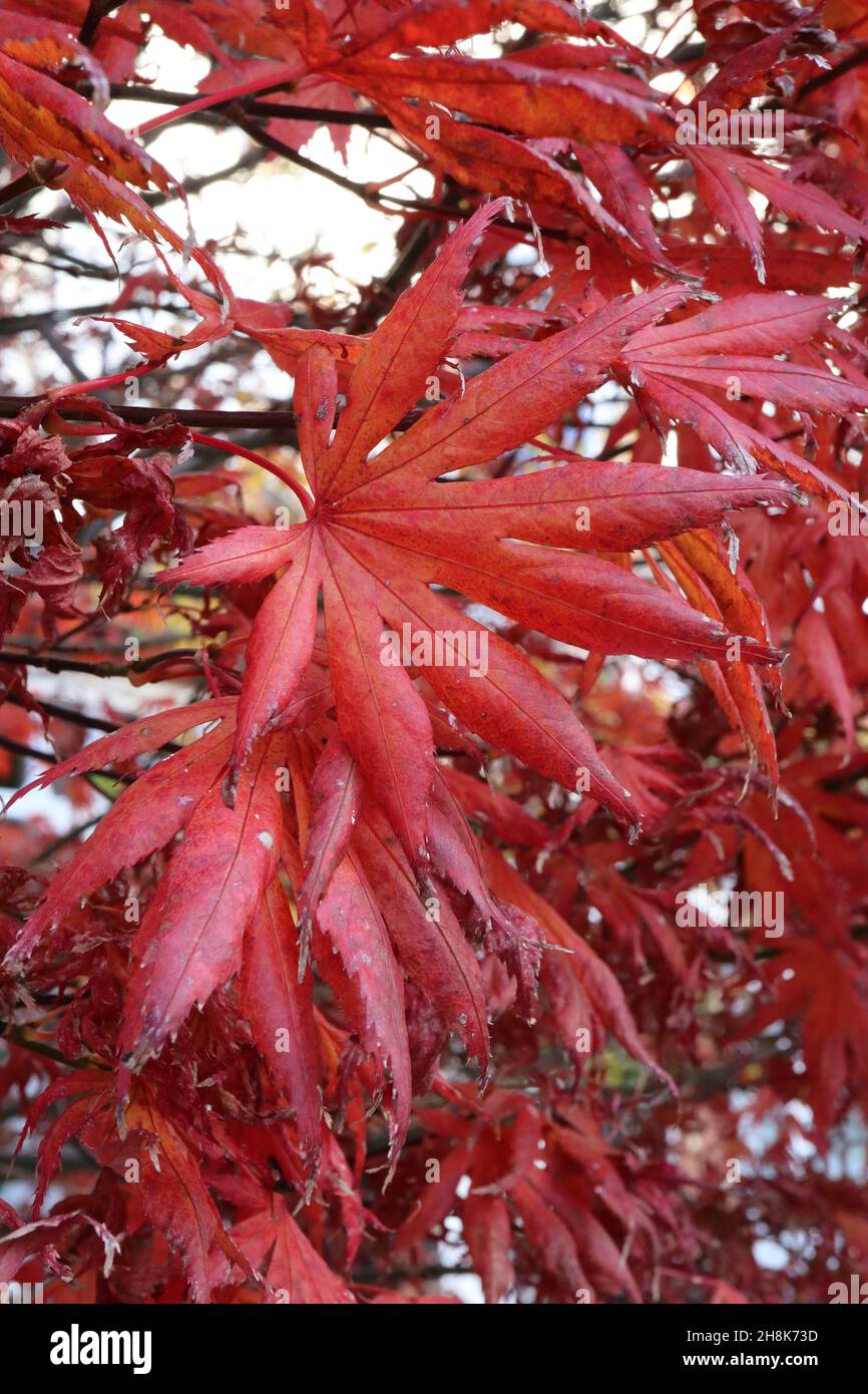 Acer palmatum ‘Red Emperor’ Japanese maple Red Emperor – red palmate ...