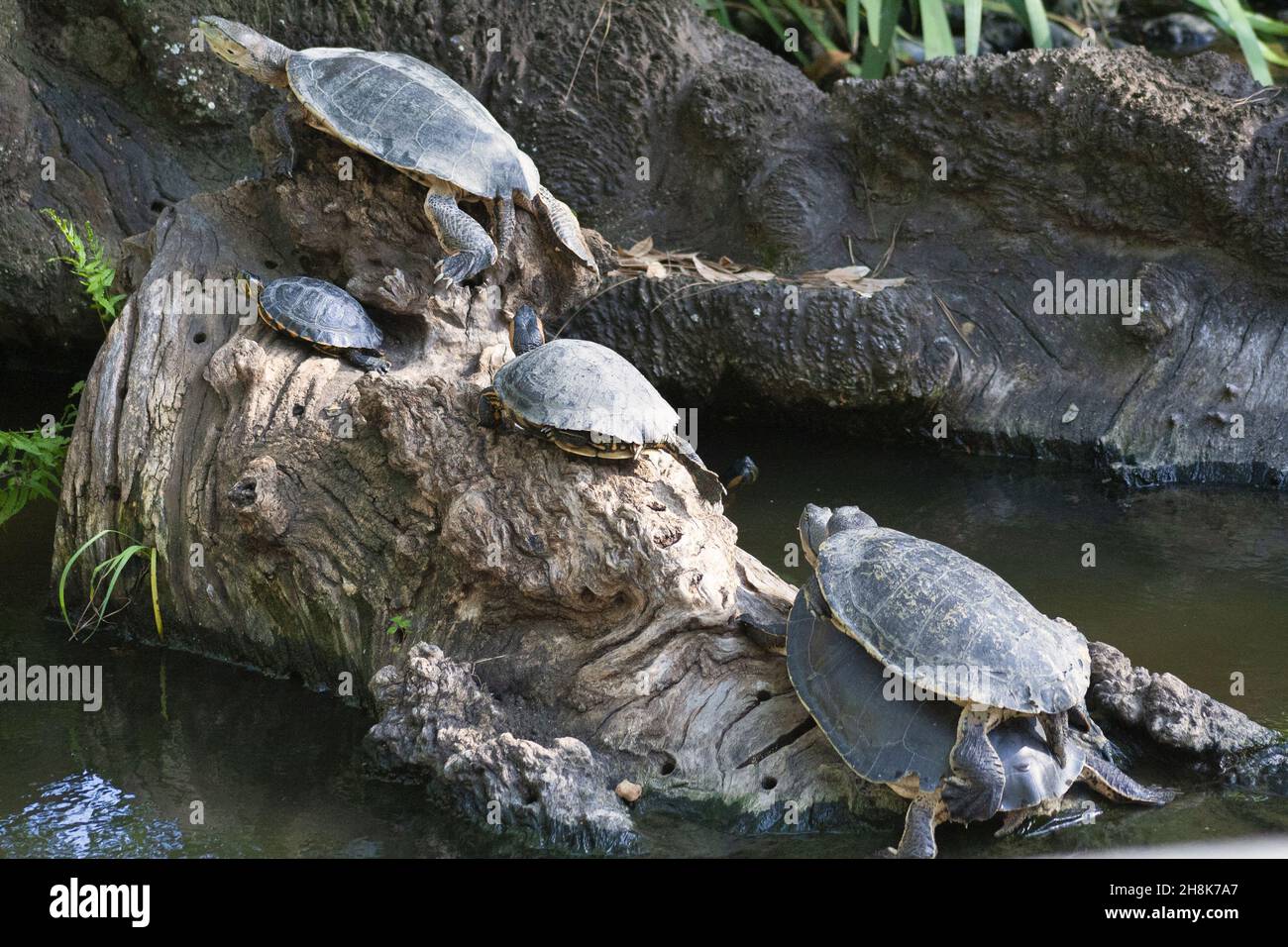 Group of turtles at the zoo Stock Photo - Alamy