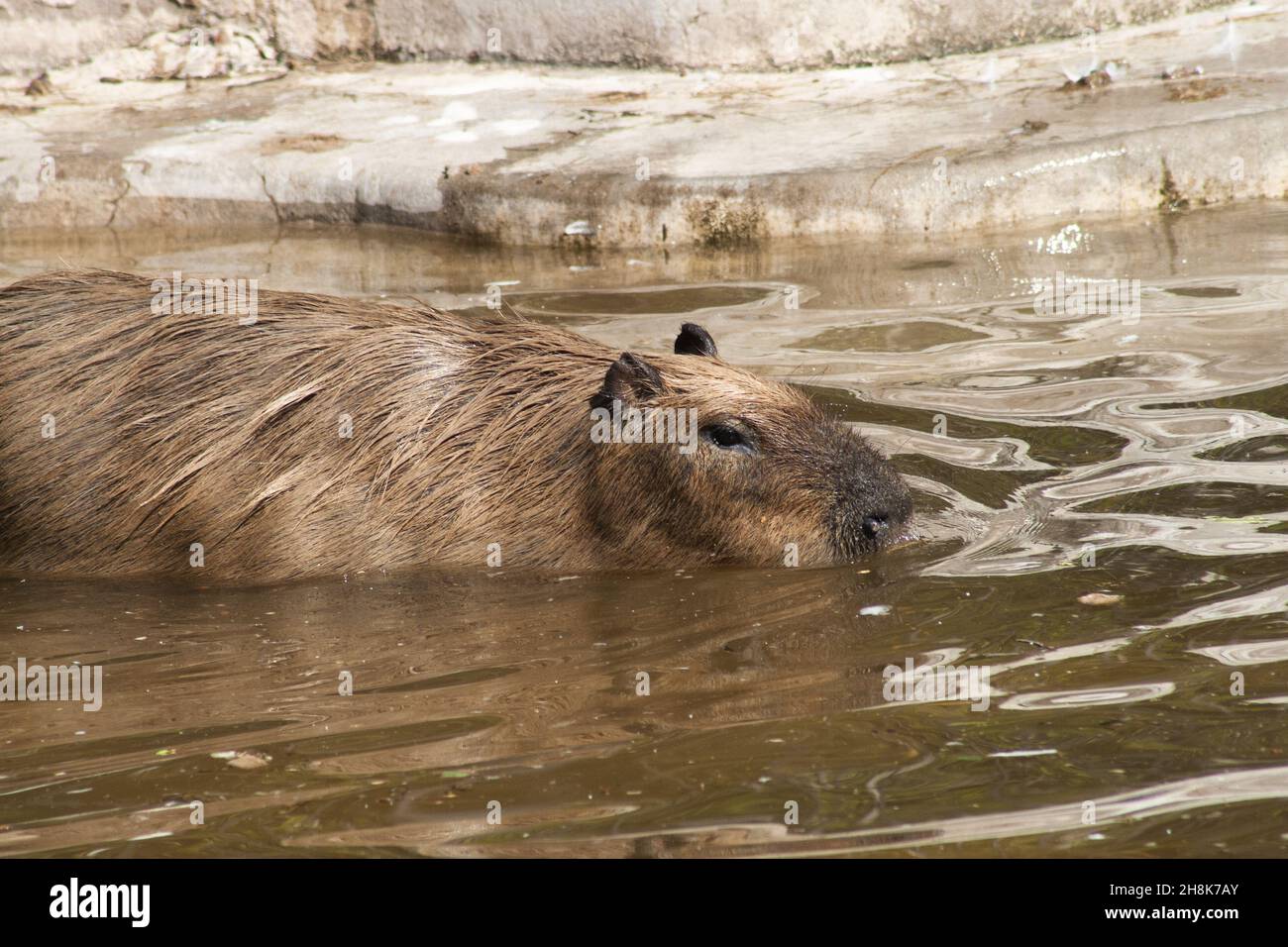 Capybara swimming in the water Stock Photo - Alamy