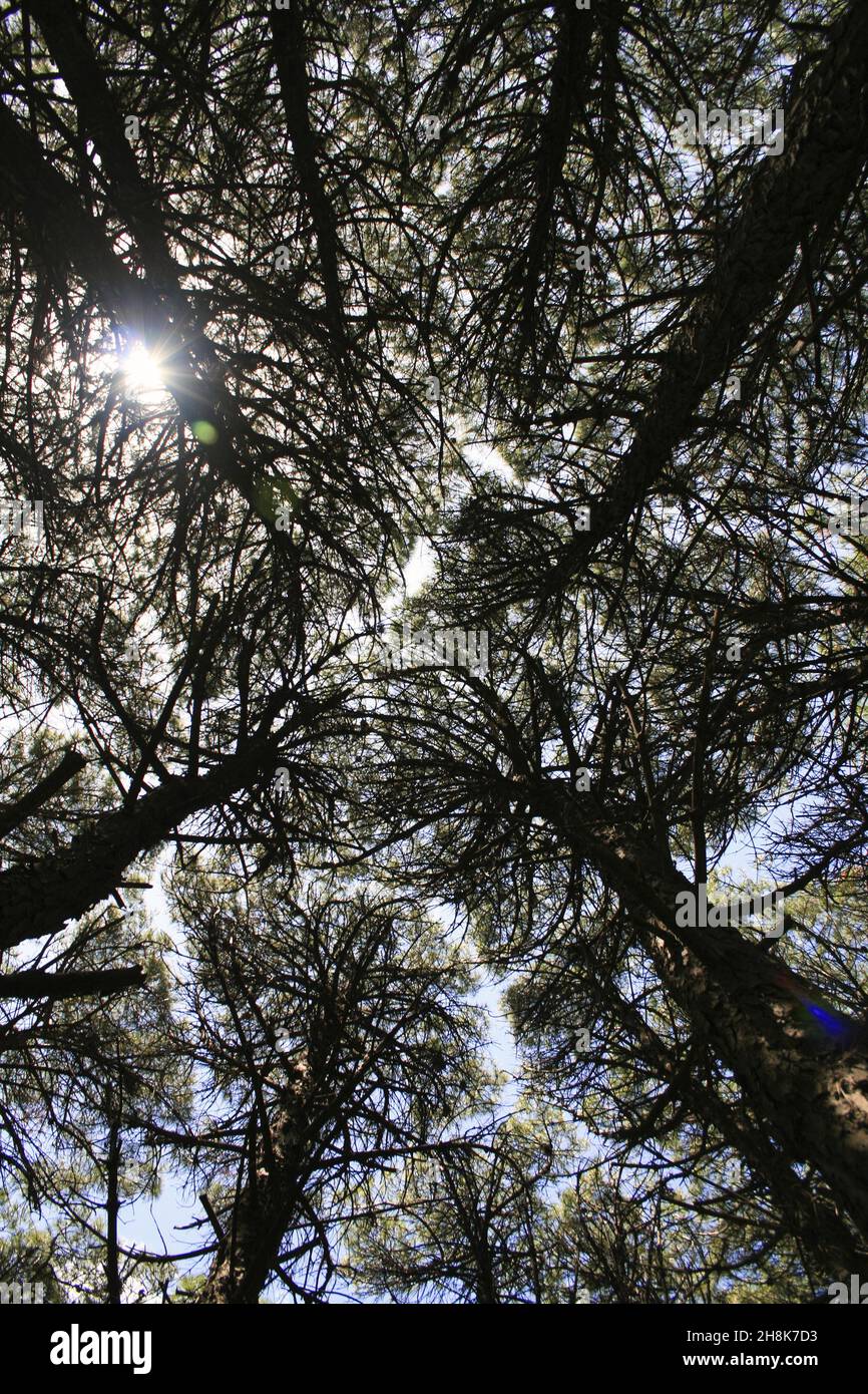 Vertical low angle shot of tall trees covered by the sunlight Stock Photo - Alamy