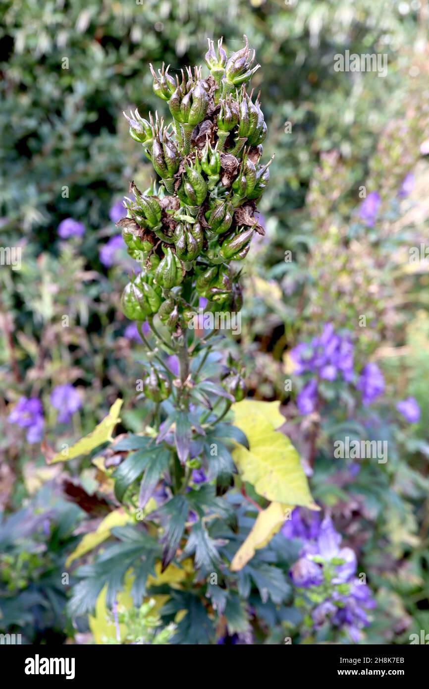 Aconitum napellus Monk’s hood – glossy purple green bunched finger ...