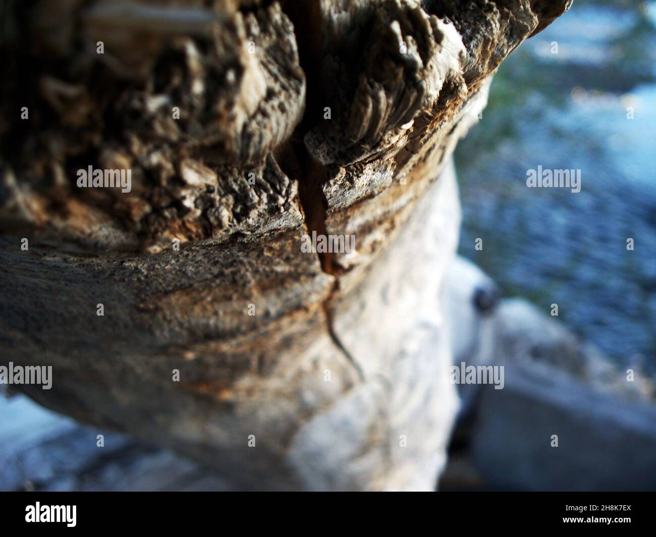 close up detail of a dead tree in the desert Stock Photo - Alamy