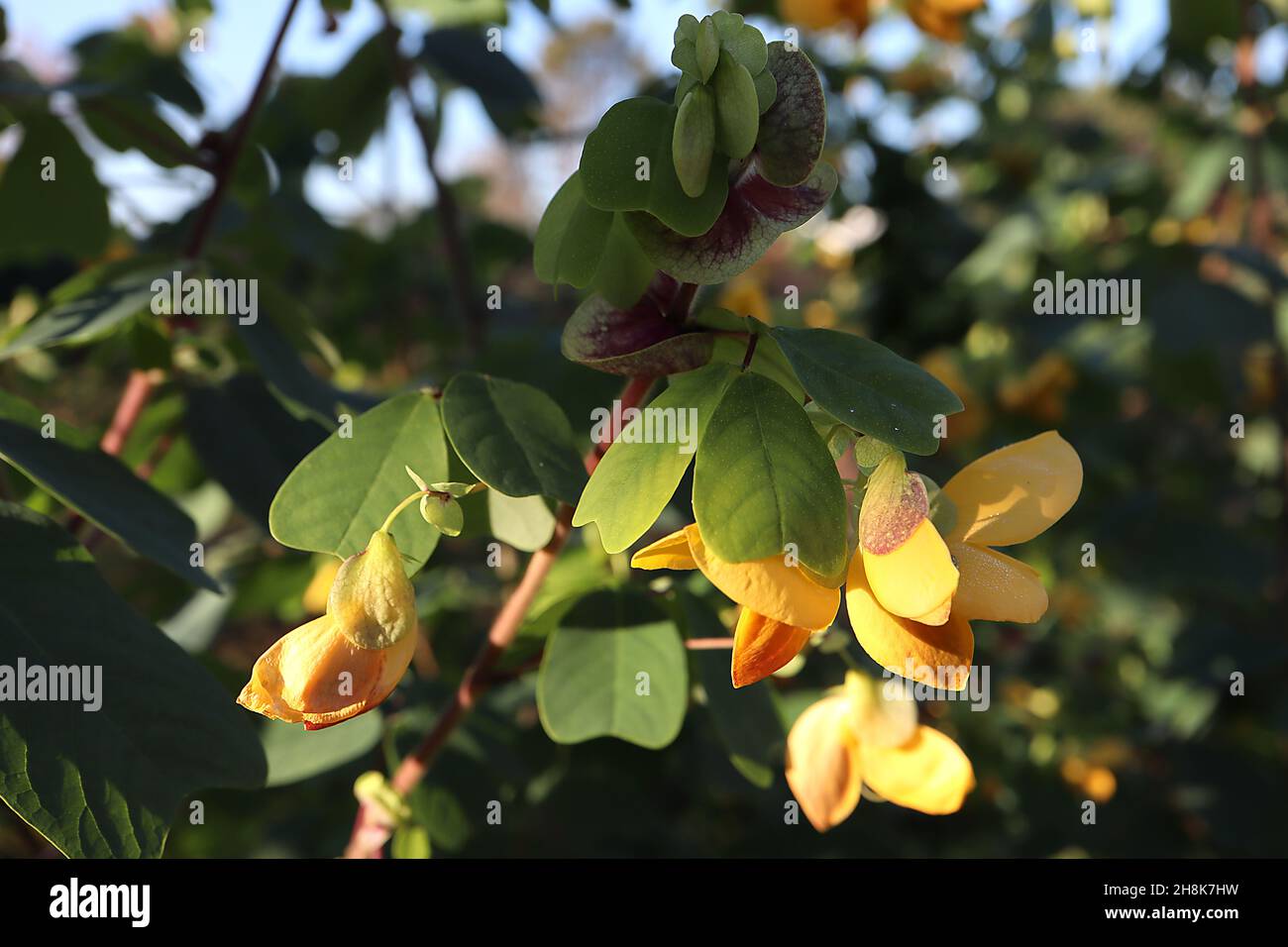 Amicia zygomeris yoke-leaved amicia – pea-like yellow flowers with ...