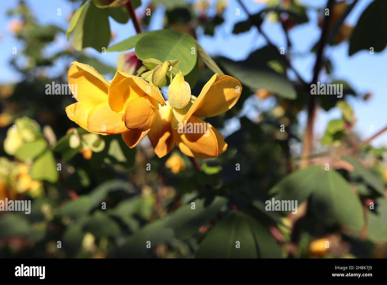 Amicia zygomeris yoke-leaved amicia – pea-like yellow flowers with ...