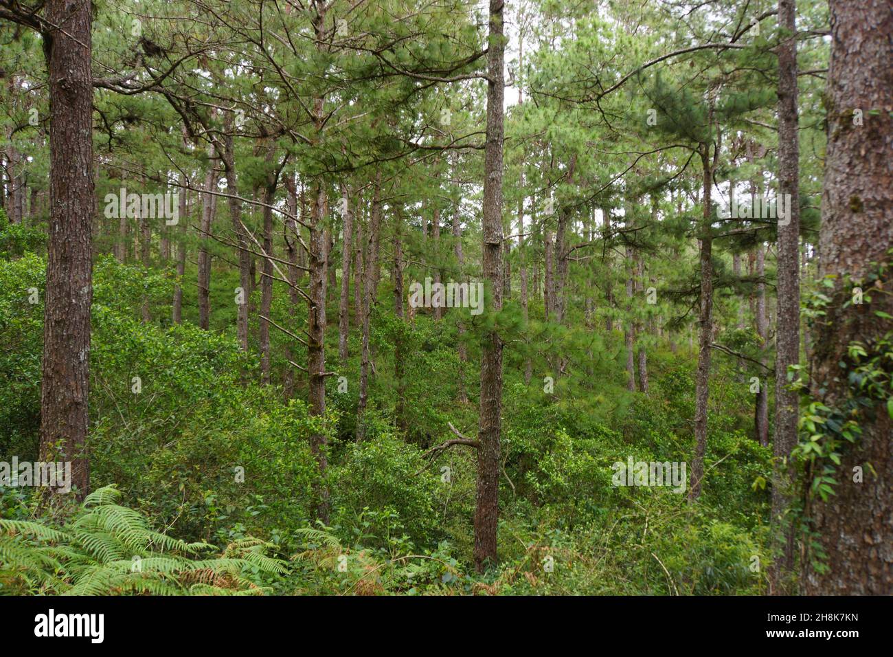 Forest in the Sagada Mountain Province Philippines Stock Photo - Alamy