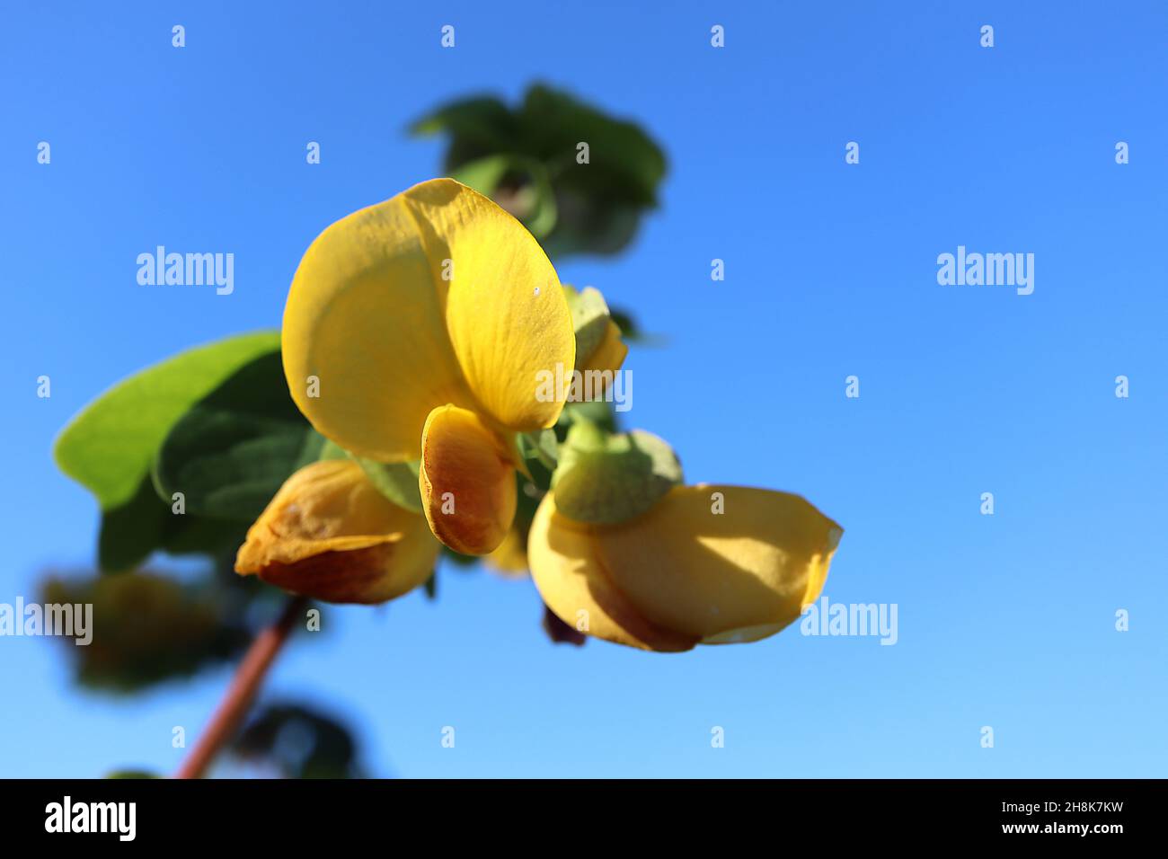 Amicia zygomeris yoke-leaved amicia – pea-like yellow flowers with ...