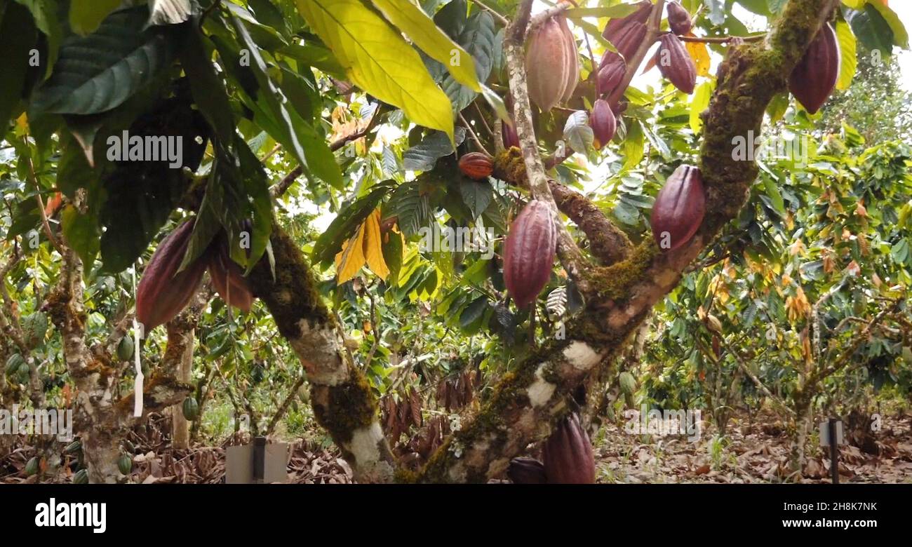 CHOCOLATE ROAD, a cacao tree, 2021. © Syndicado Distribution /Courtesy ...