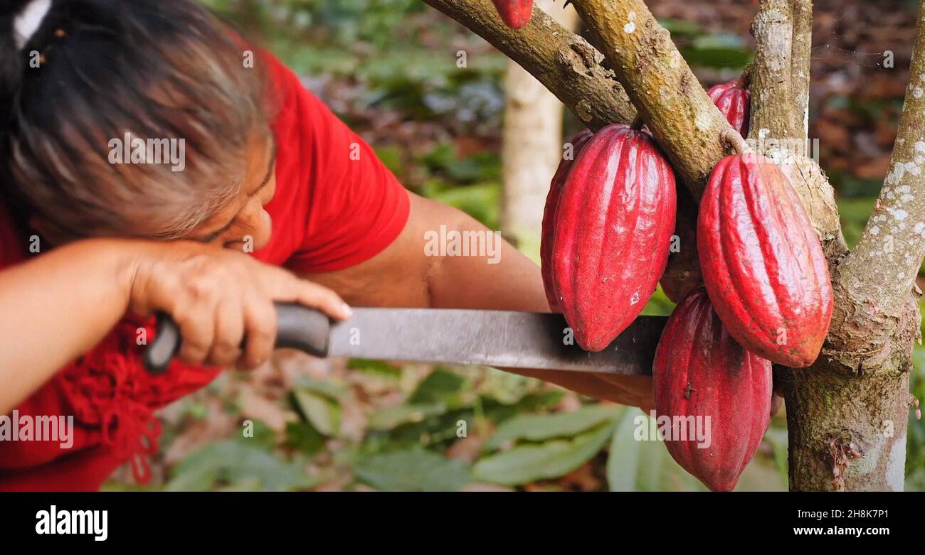 CHOCOLATE ROAD, a worker harvesting cacao pods, 2021. © Syndicado ...