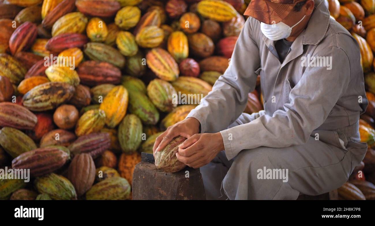 CHOCOLATE ROAD, a worker cracking open a cacao pod, 2021. © Syndicado ...