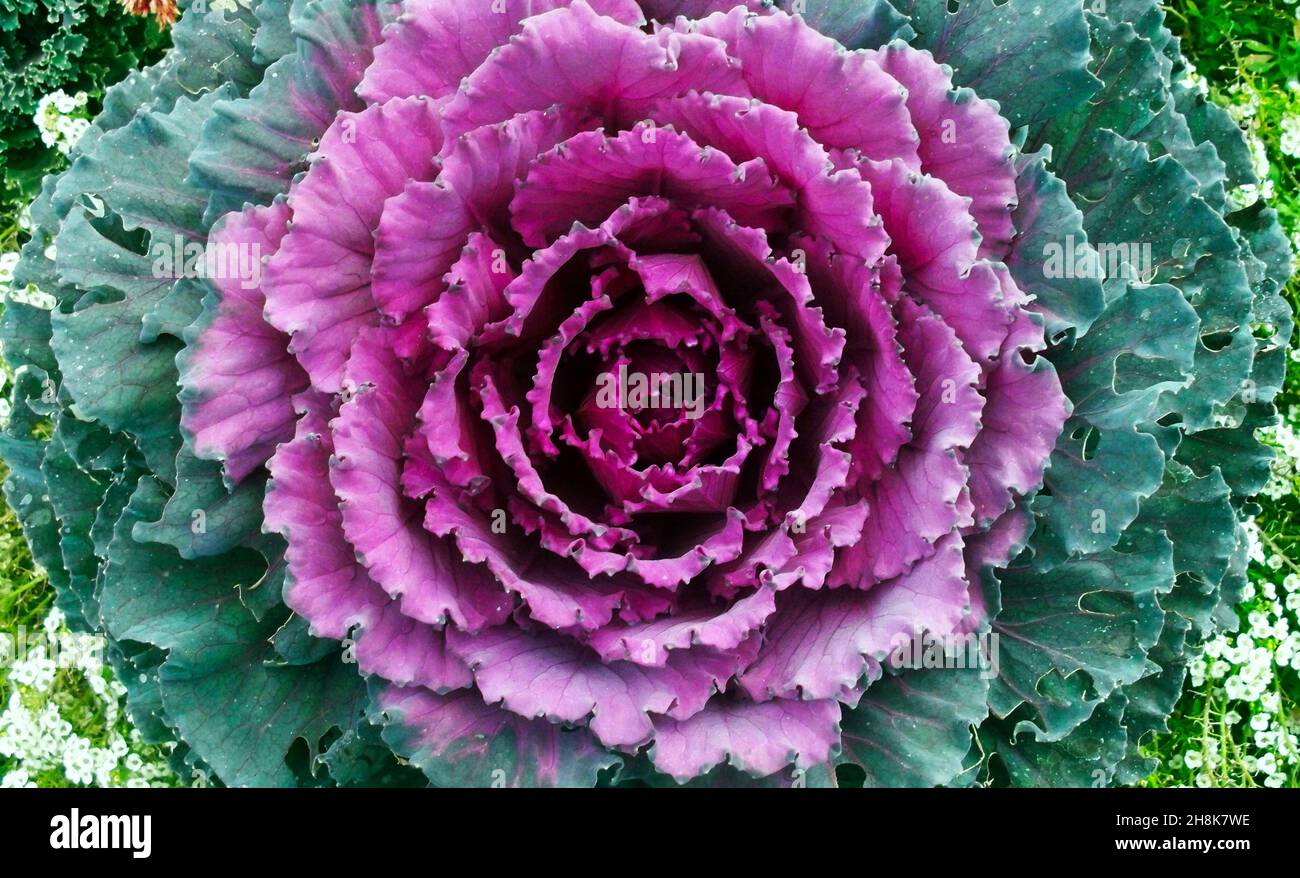 Blooming flower with a radiating purple gradient Stock Photo - Alamy