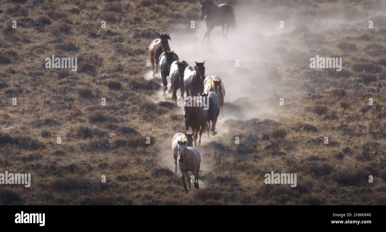 THE MUSTANGS: AMERICA'S WILD HORSES, a herd of wild mustangs, 2021 ...