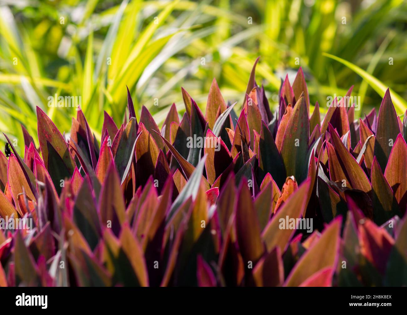 Bunch of red and maroon ornamental plants with green leaves Stock Photo ...
