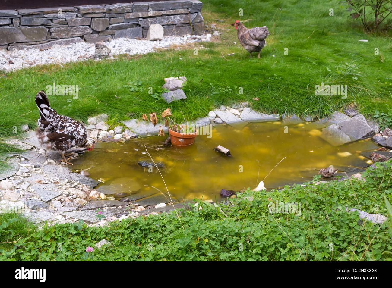 Free range chickens in dirty puddle Stock Photo - Alamy