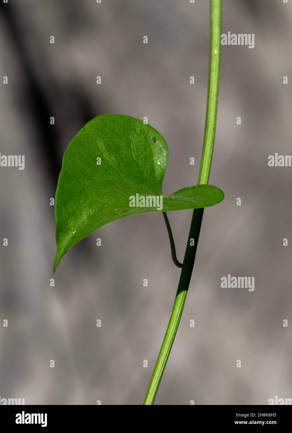 Vertical shot of Epipremnum aureum (devil's ivy) leaf with a heart ...