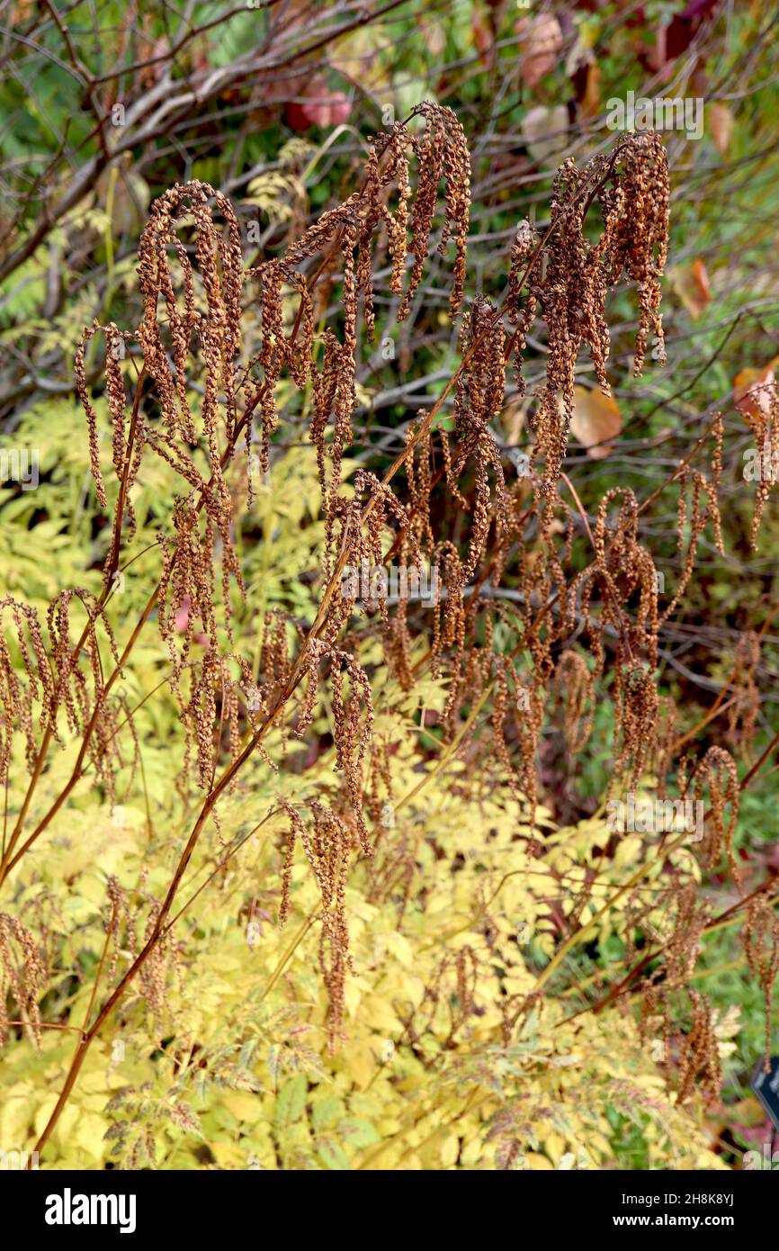 Aruncus ‘Horatio’ Goat’s beard – dense clusters of arching racemes of ...